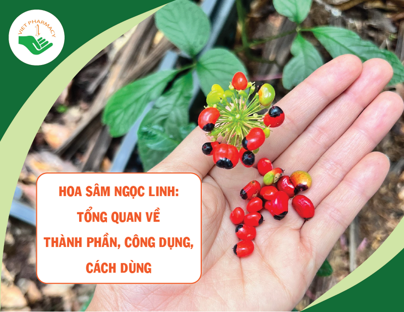 Hoa sâm Ngọc Linh: Tổng quan về Thành phần, Công dụng, Cách dùng