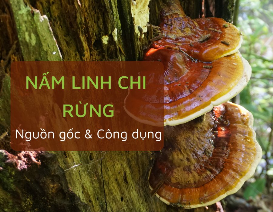 Nấm linh chi rừng: Nguồn gốc và công dụng thiết thực đối với sức khỏe