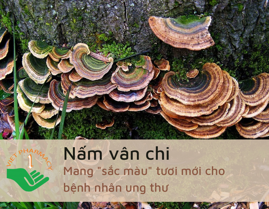 Nấm vân chi: Tác dụng mang nhiều “sắc màu” tươi mới cho bệnh nhân ung thư
